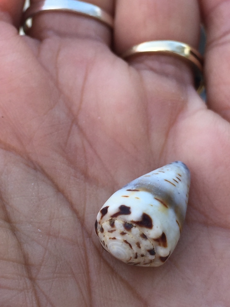 Music Cone from Daintree National Park, Cape Tribulation, QLD, AU on ...