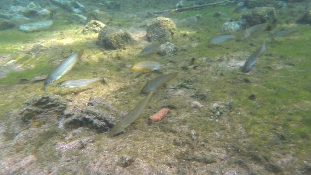 Hyrtl's Catfish from Calvert NT 0862, Australia on May 20, 2021 at 07: ...