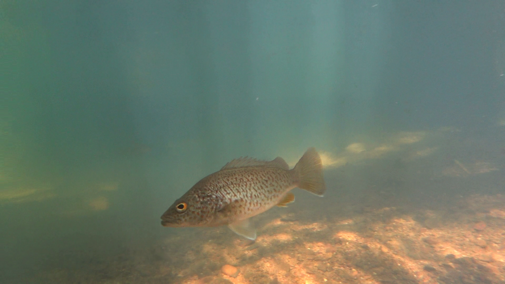 Spangled Perch from McArthur NT 0852, Australia on May 24, 2021 by ...