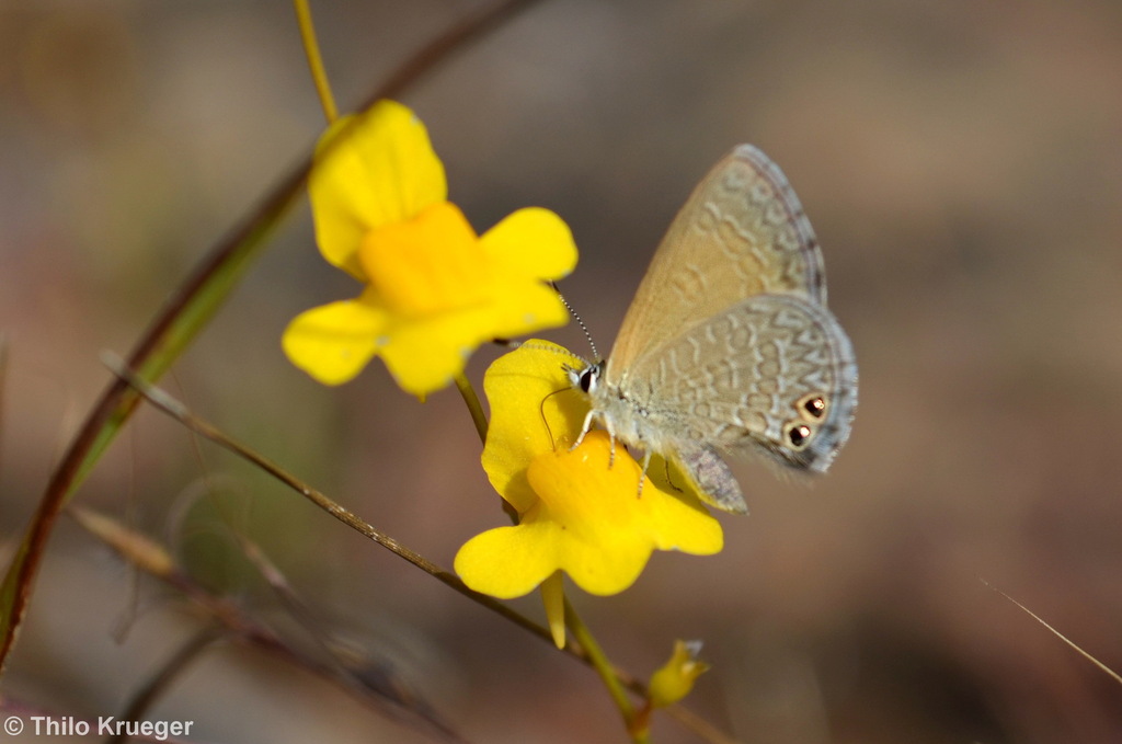 Double-spotted Line Blue from Drysdale River WA 6740, Australia on ...
