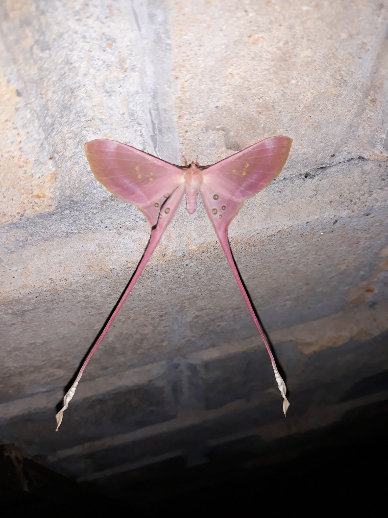 Eudaemonia argus Fabricius, 1781