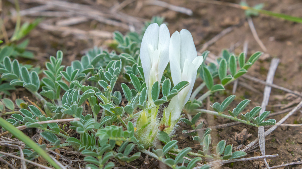 Astragalus galactites from 中国青海省海南藏族自治州贵南县 on July 7, 2023 at 10:40 AM ...