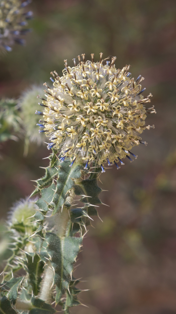 Echinops gmelinii from 中国青海省海南藏族自治州贵南县 on July 7, 2023 at 04:47 PM by ...