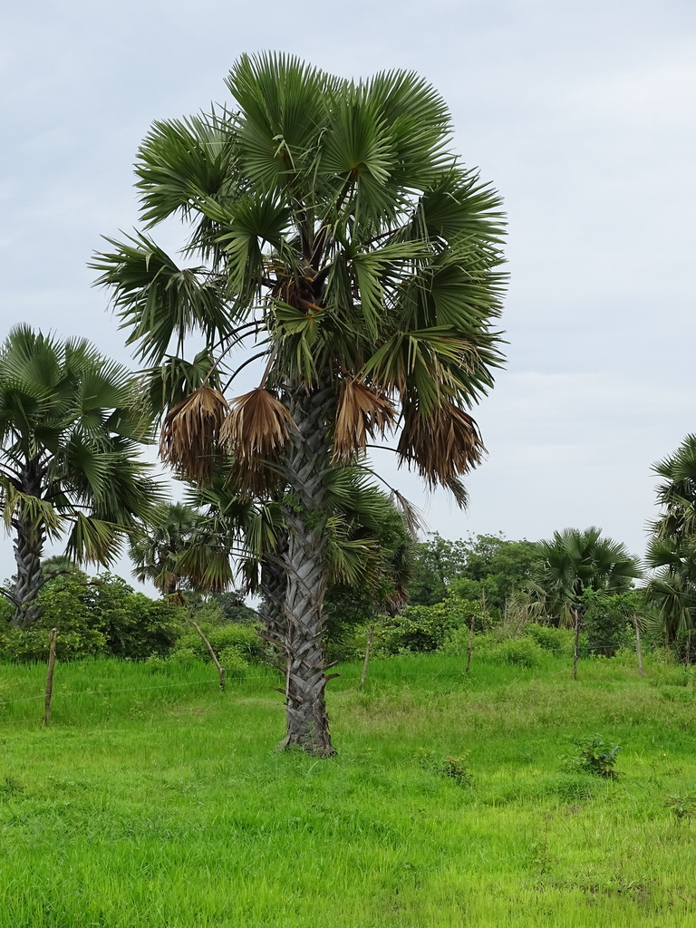 borassus palm from Pehonko, Bénin on July 5, 2023 at 01:55 PM by espace ...