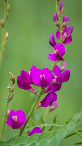 Corethrodendron multijugum · NaturaLista Colombia