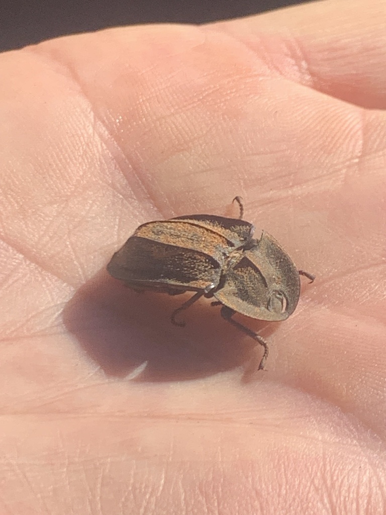 Pie-dish Beetles from Sturt National Park, Tibooburra, NSW, AU on June ...