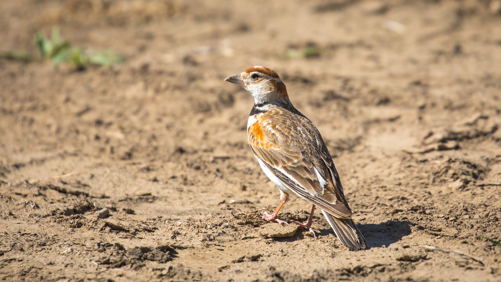 Mongolian Lark from Hainan Tibetan, CN-QH, CN on July 4, 2023 at 10:02 ...