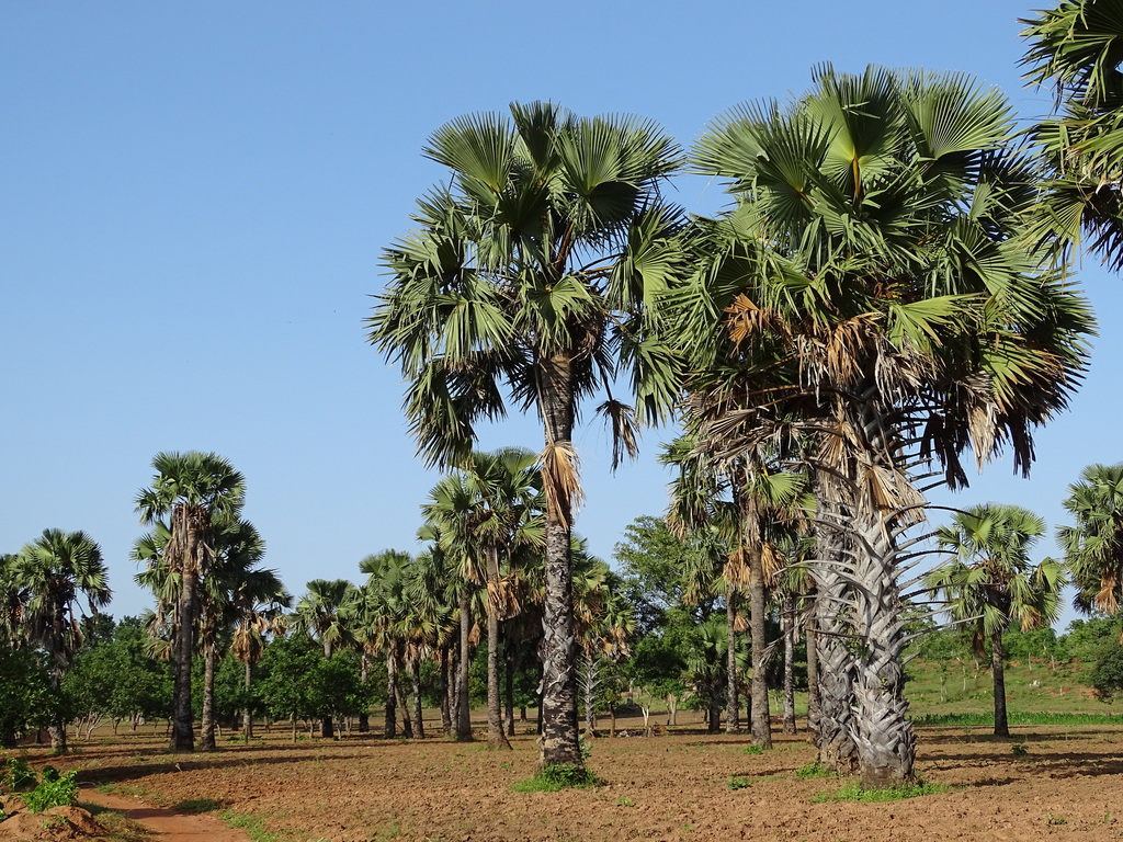 borassus palm from Kérou, Atakora, Benin on July 7, 2023 at 08:16 AM by ...