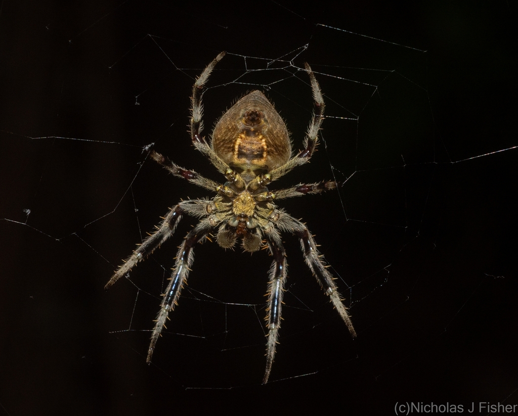 Australasian Garden Orb-weavers from Lismore NSW 2480, Australia on ...