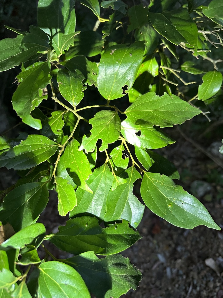 Cryptocarya from Seaview Dr, Airlie Beach, QLD, AU on July 8, 2023 at ...