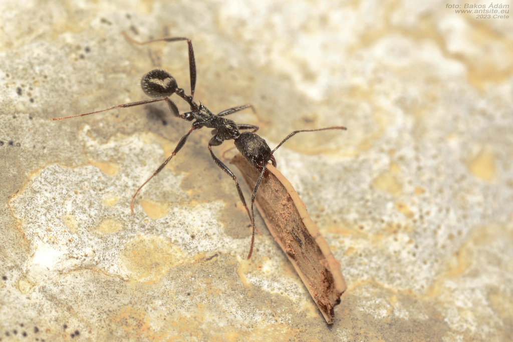 Simonelli's Collared Ant from Epar.Od. Stalidas - Gonion, Chersonisos ...