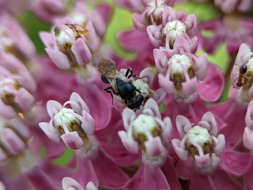 Masked Bees from Spring Hill, Somerville, MA, USA on July 7, 2023 at 04 ...