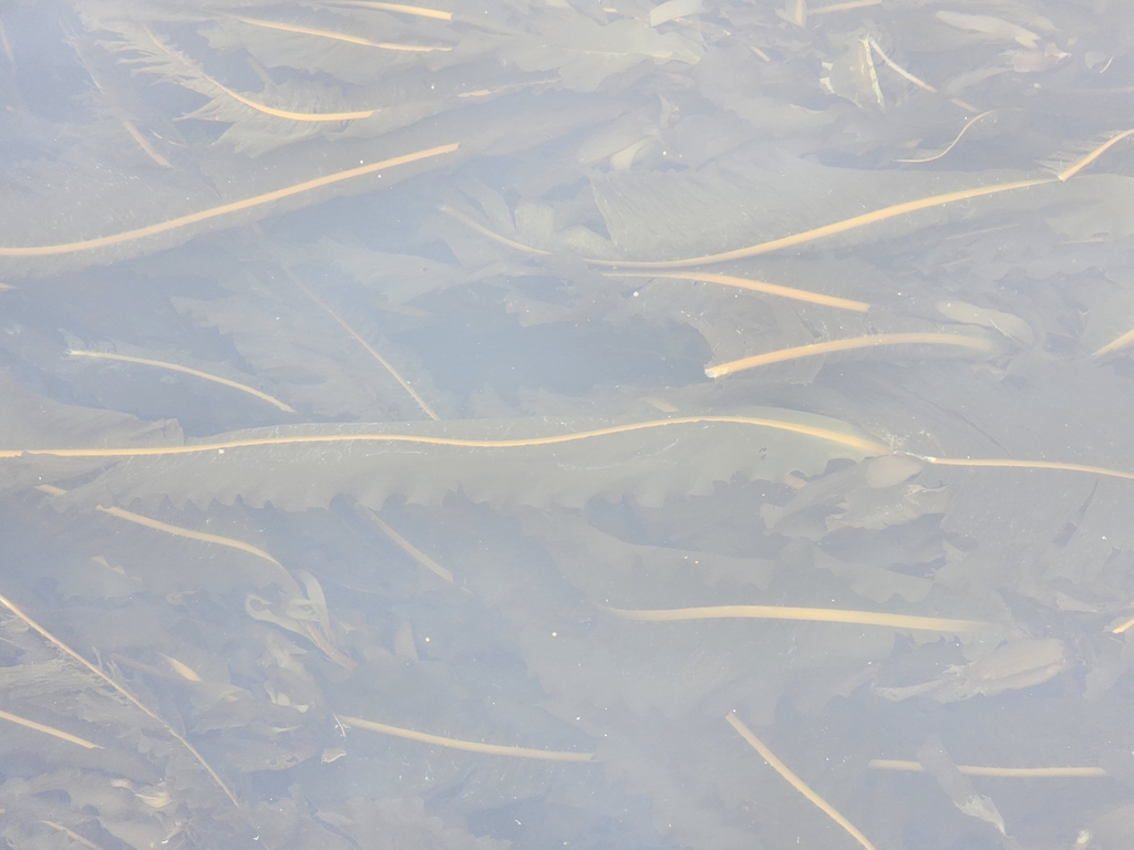 Dabberlocks from Longue-Pointe-de-Mingan, Minganie, QC, Canada on July ...