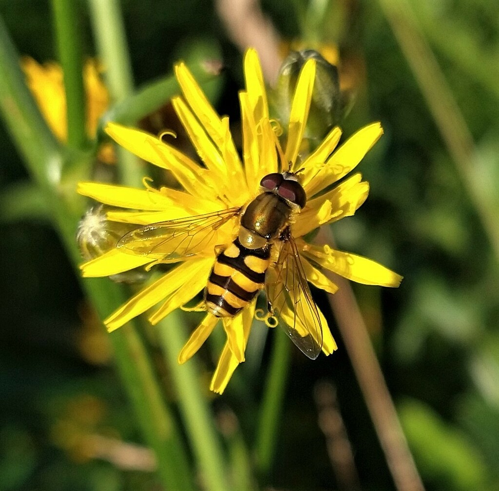 Common Flower Flies from 44-280 Rydułtowy, Polska on July 7, 2023 at 08 ...