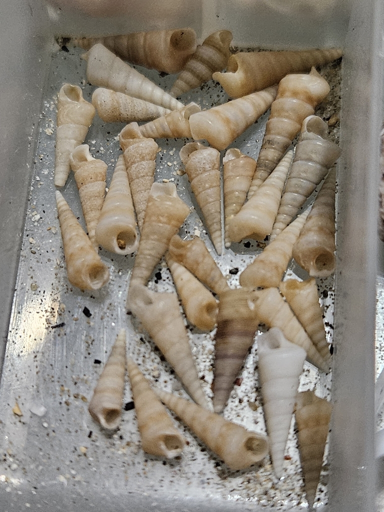 Tower Snails from North Batemans Bay NSW 2536, Australia on July 8 ...