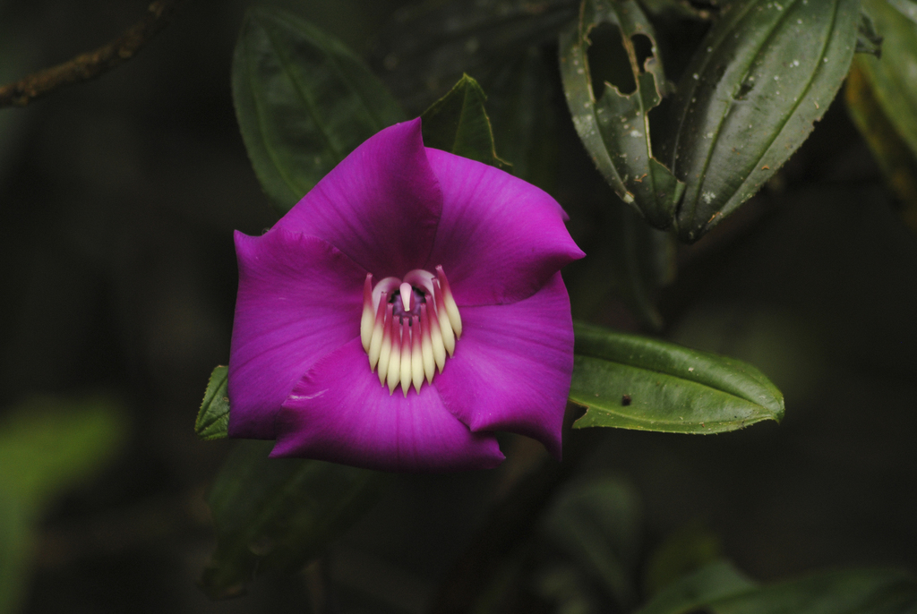 Plantas de la gloria, mortiño, arete de inca y parientes (Guía de ...