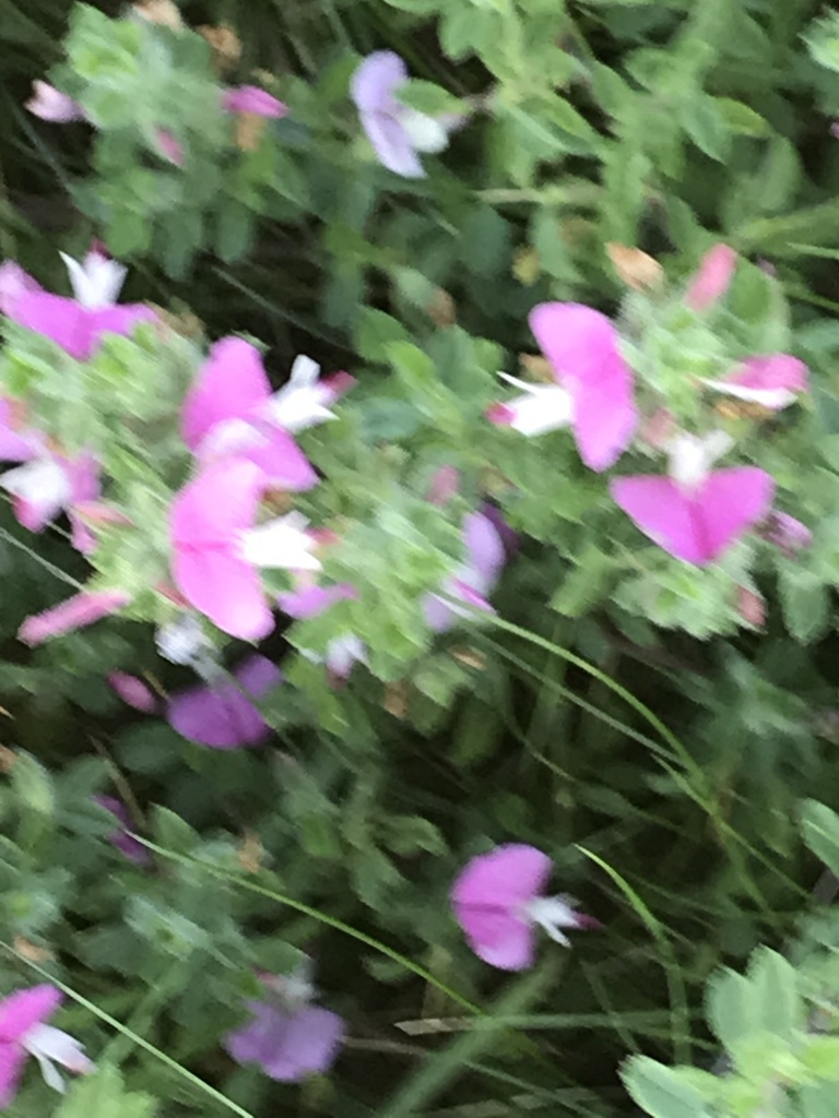 Spiny restharrow from Samsø, Samsø, Region Midtjylland, DK on July 8 ...