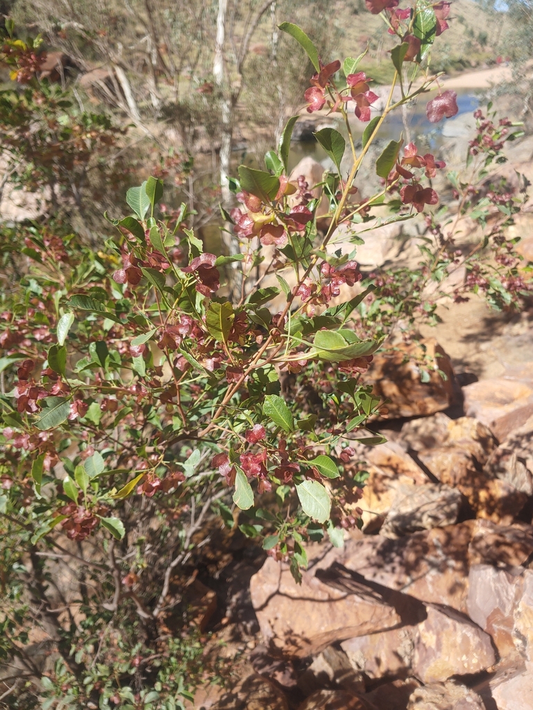 Hop-bushes from West MacDonnell, Sandover, AU-NT, AU on July 4, 2023 at ...
