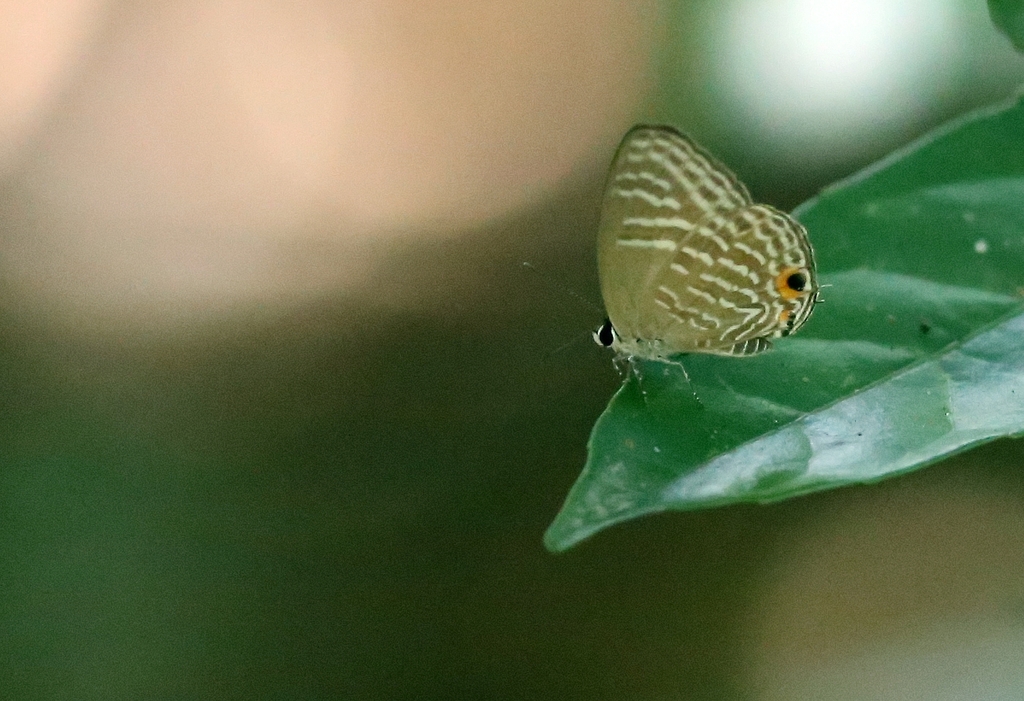 Metallic Cerulean in July 2023 by Goofy Ko · iNaturalist