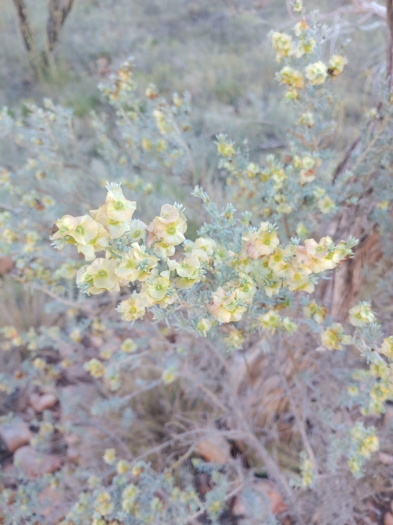 Satiny Bluebush from West MacDonnell, Sandover, AU-NT, AU on July 6 ...
