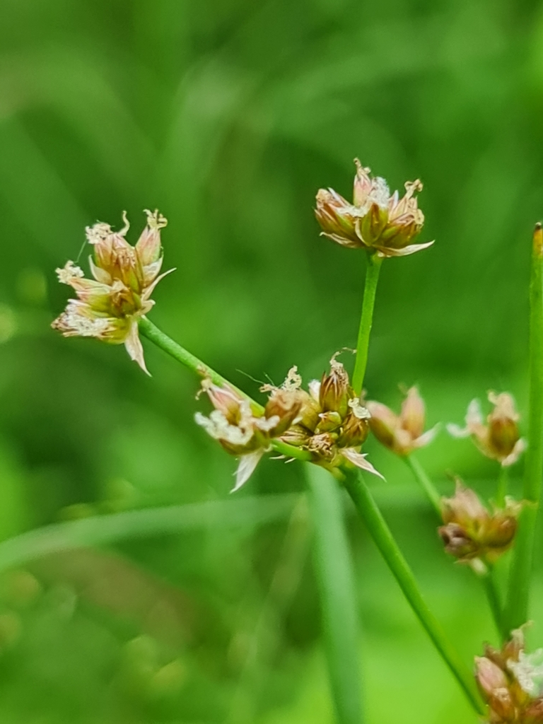 Jointed rush from Нижний Новгород, Нижегородская обл., Россия, 603148 ...