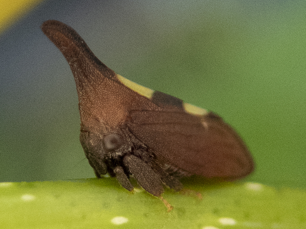 Two-marked Treehopper from Shepard Settlement, Onondaga County, NY, USA ...