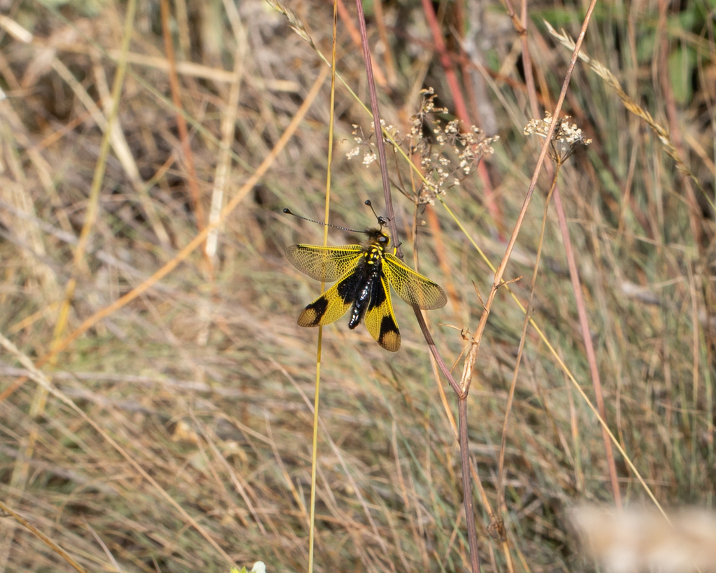 Libelloides longicornis from Valle d'Aosta, Italia on July 7, 2023 at ...