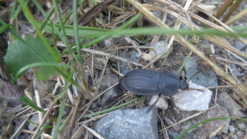 Silpha tristis from Карпинск, Свердловская обл., Россия on July 5, 2023 ...