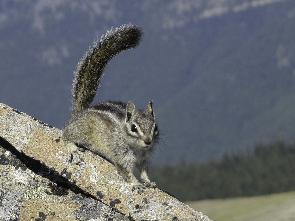 Olympic Chipmunk (Neotamias amoenus caurinus) - Know Your Mammals
