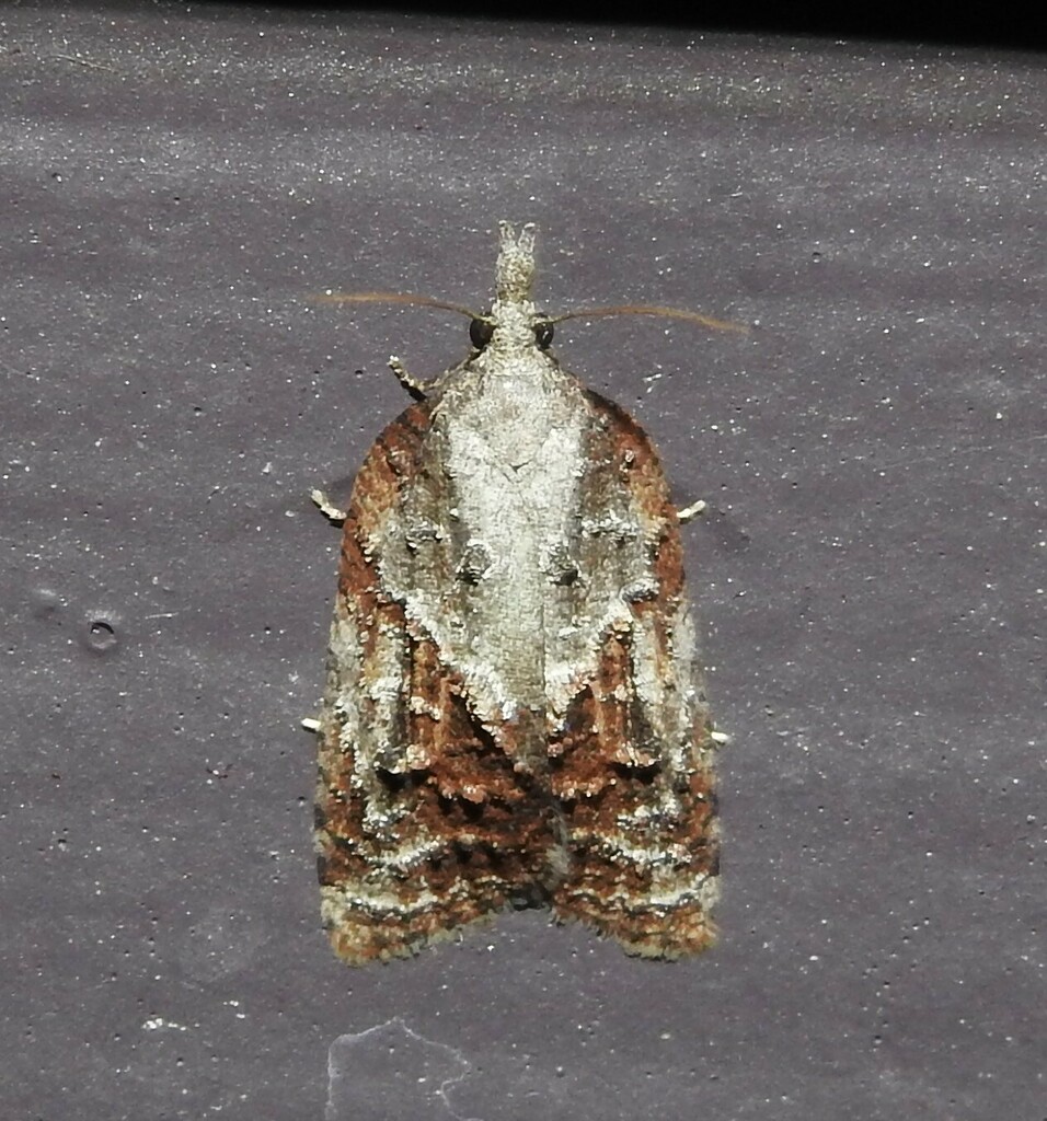 Tufted Apple Bud Moth from Town of Rockingham, VT, USA on July 7, 2023 ...