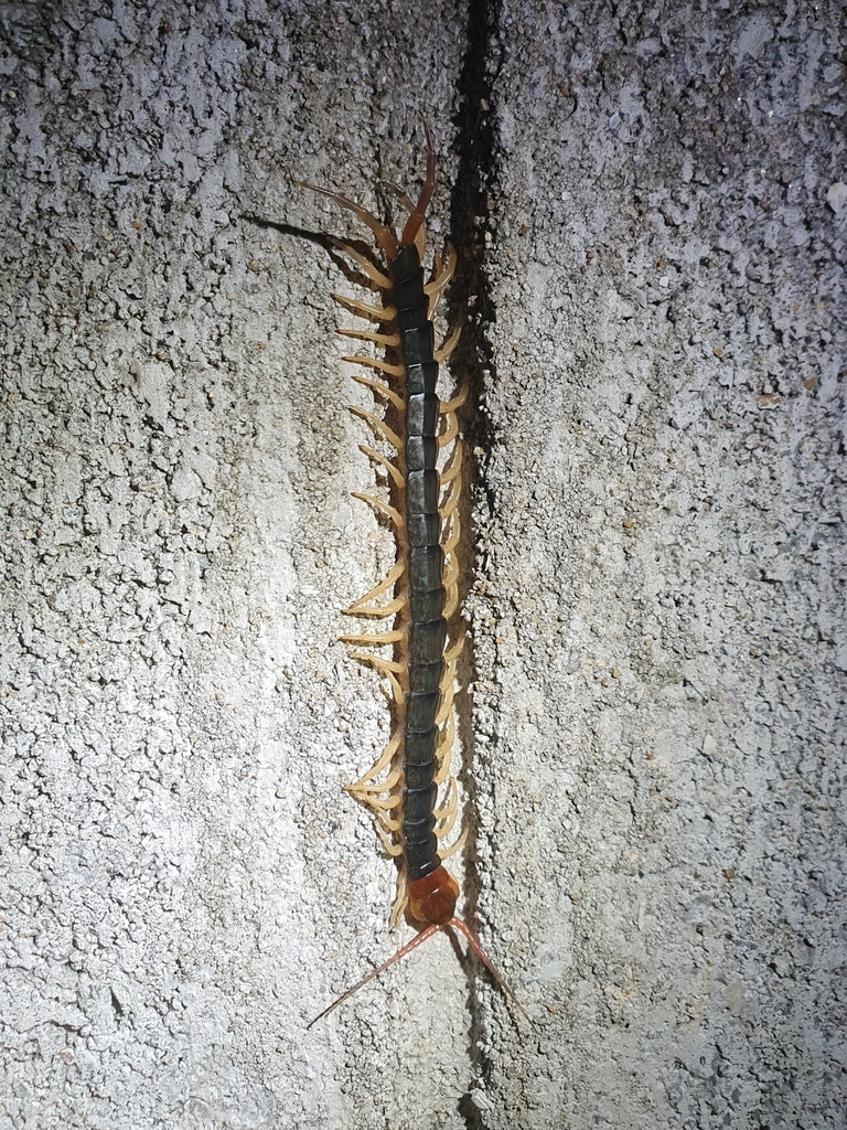 Chinese Red-headed Centipede from 557-56 Mitsushimamachi Kusubo ...