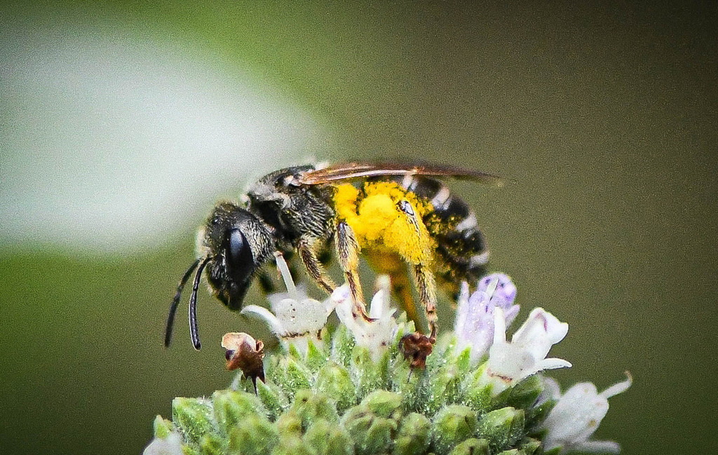 Ligated Furrow Bee from Marshall County, MS, USA on June 7, 2023 at 12: ...