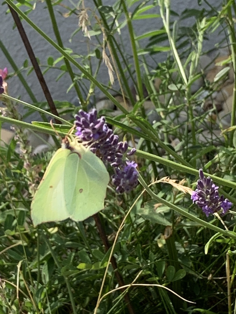 Common Brimstone from Kuhnhofer Hauptstraße, Lauf an der Pegnitz ...