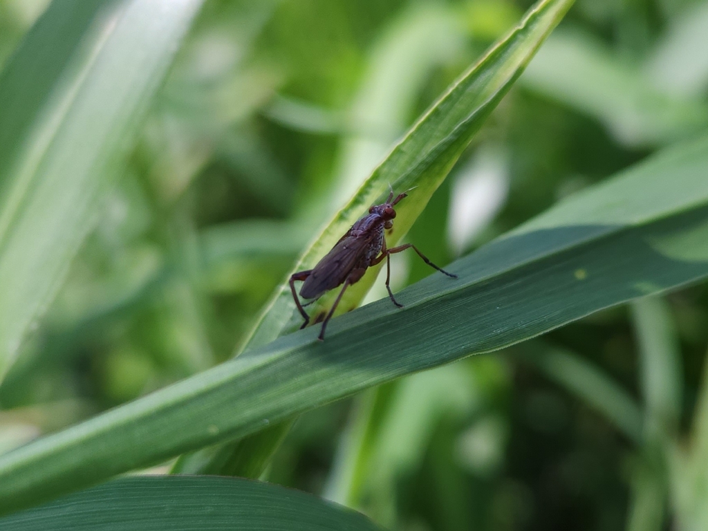 Snail-killing Flies from 34907 Rd 413 on July 6, 2023 at 12:06 PM by ...