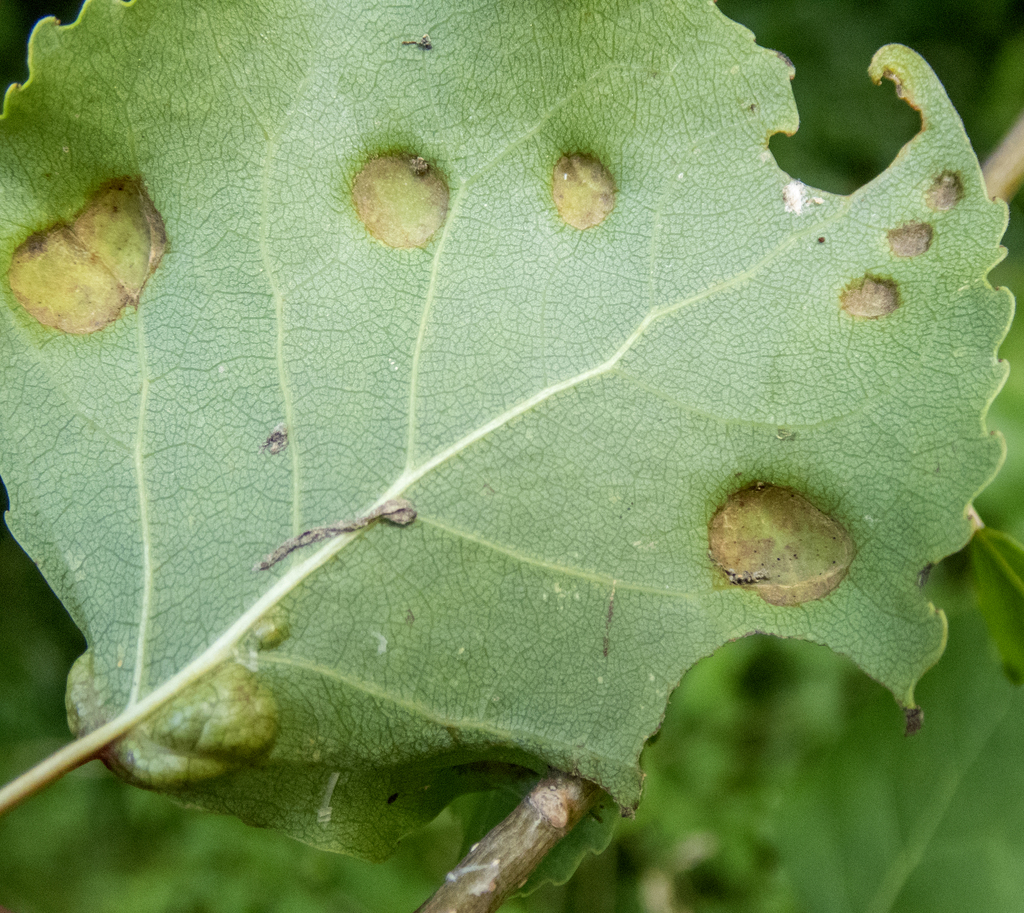 Poplar Leaf Curl from Onondaga County, NY, USA on July 7, 2023 at 08:04 ...