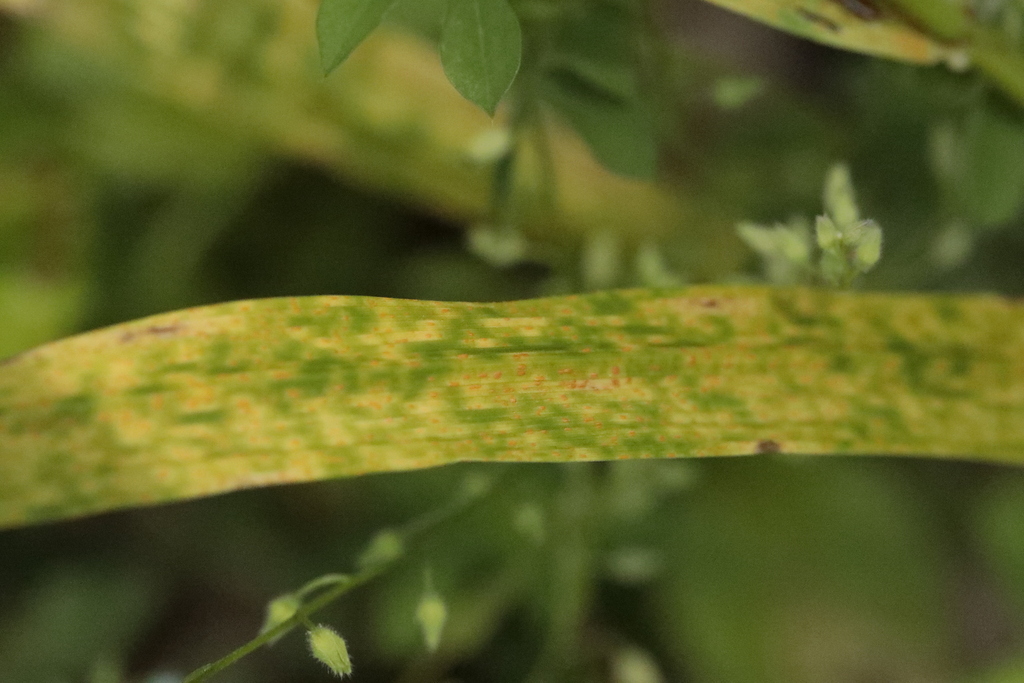 Pucciniaceae from 8344 Bad Gleichenberg, Österreich on July 7, 2023 at ...