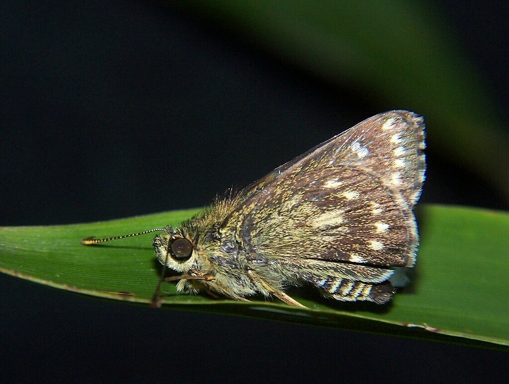 Halpe paupera from 馬鞍山 on September 24, 2004 at 04:30 PM by 延陵科學綜合室(自然 ...