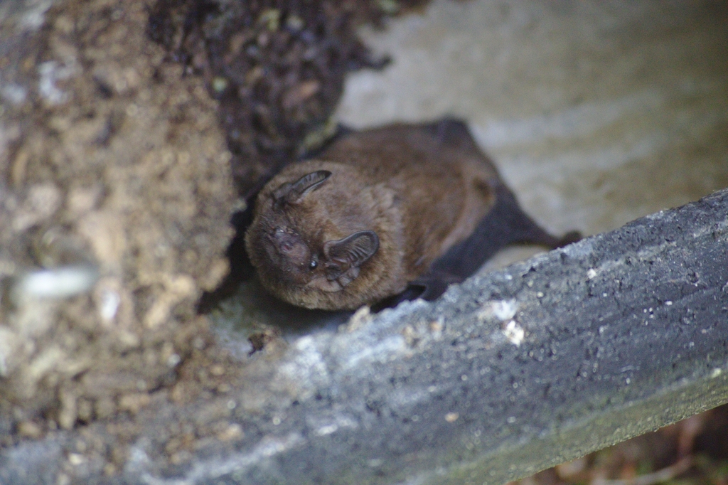 Lesser Noctule in July 2023 by Eric Weissgerber · iNaturalist