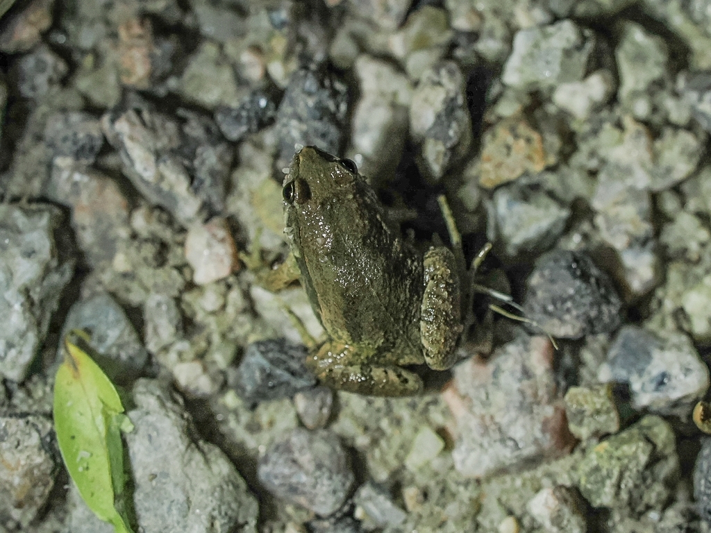 East Asian Ornate Chorus Frog in July 2023 by Hsiu Hing Wo, Ivan ...