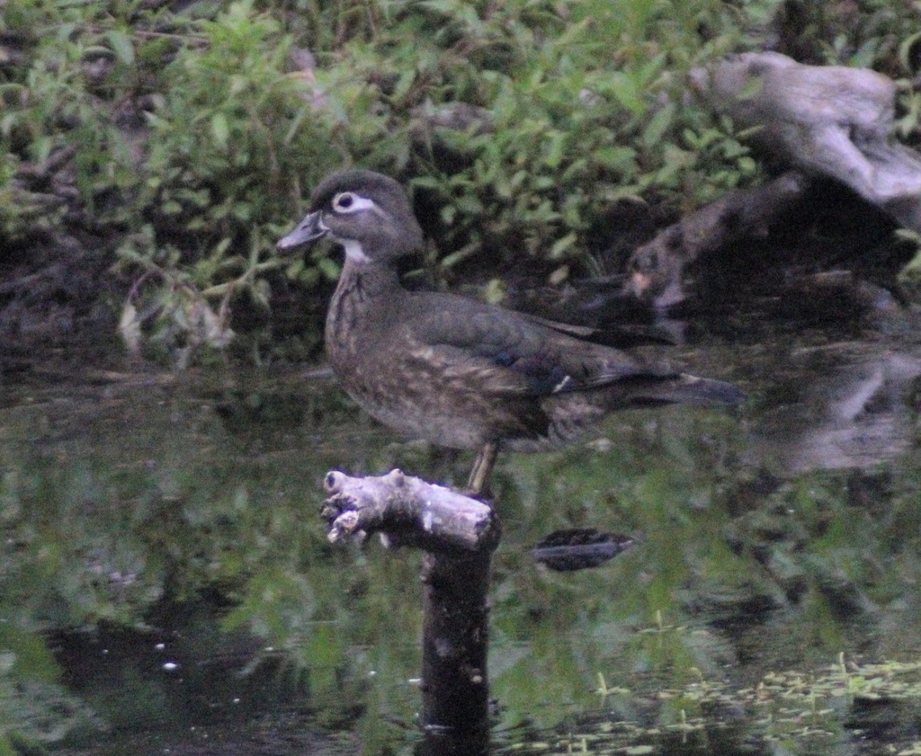 Wood Duck from Colchester, CT 06415, USA on July 8, 2023 at 07:42 AM by ...