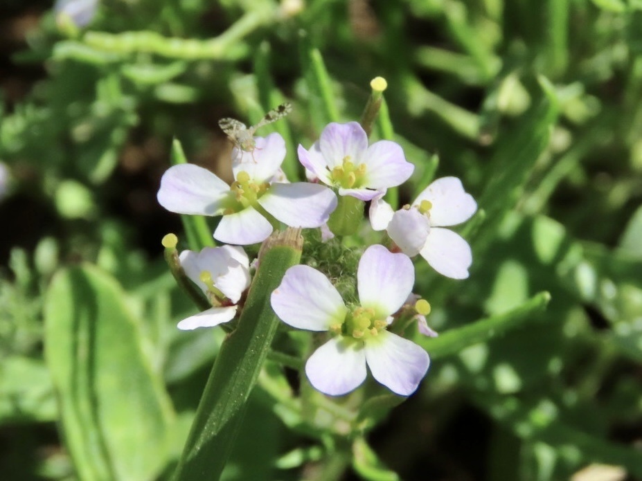Dontostemon integrifolius from Khustain Nuruu National Park, Töv, MN on ...