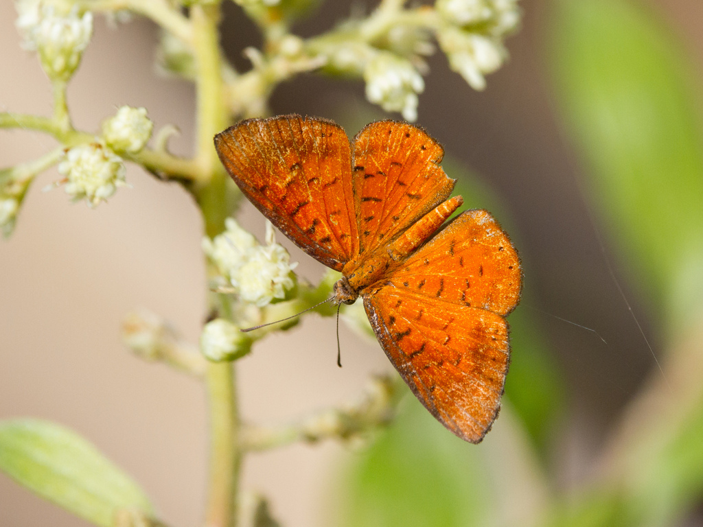 Parvospila lucianus from Las Encinitas, Caracas, Capital District ...
