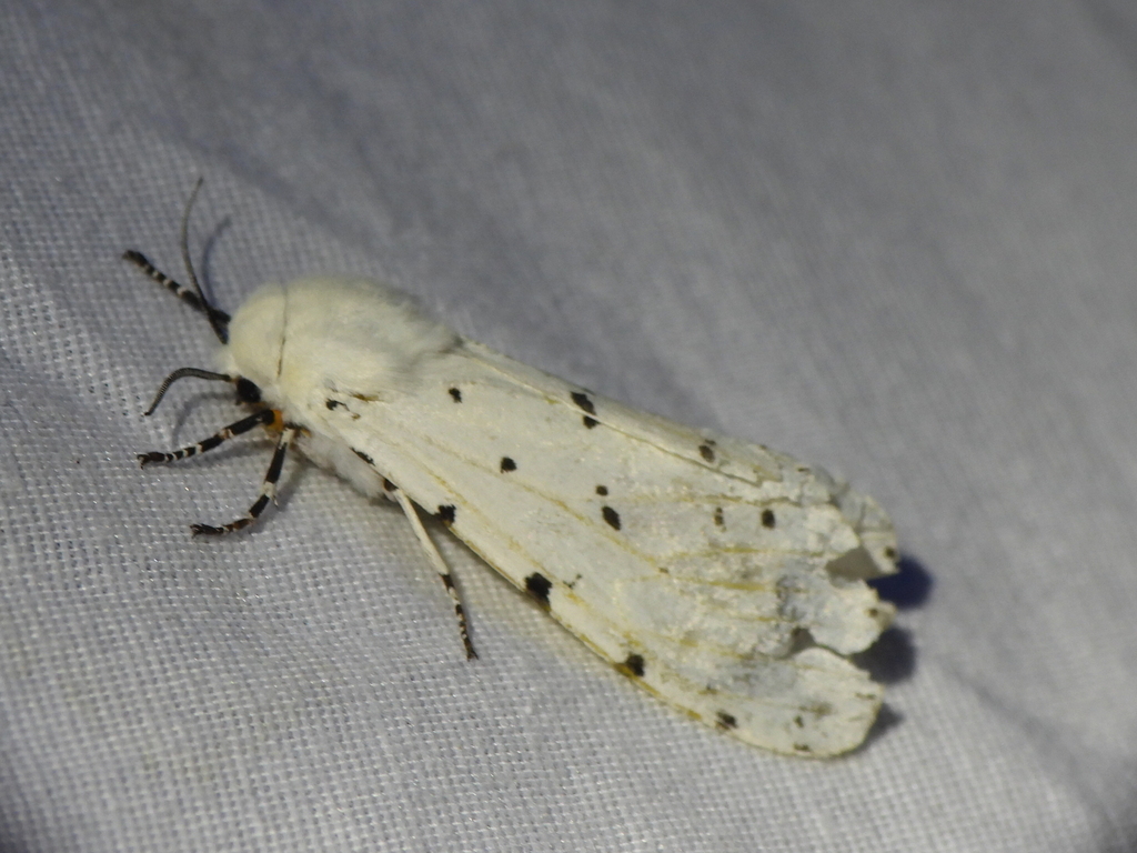 Salt Marsh Moth from Farmers Branch, TX, USA on July 7, 2023 at 09:14 ...