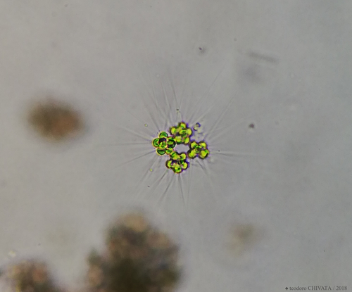 Micractinium pusillum · iNaturalist