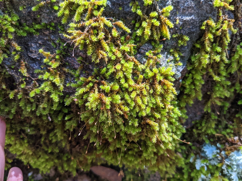 joint-toothed mosses in July 2023 by davidenrique · iNaturalist