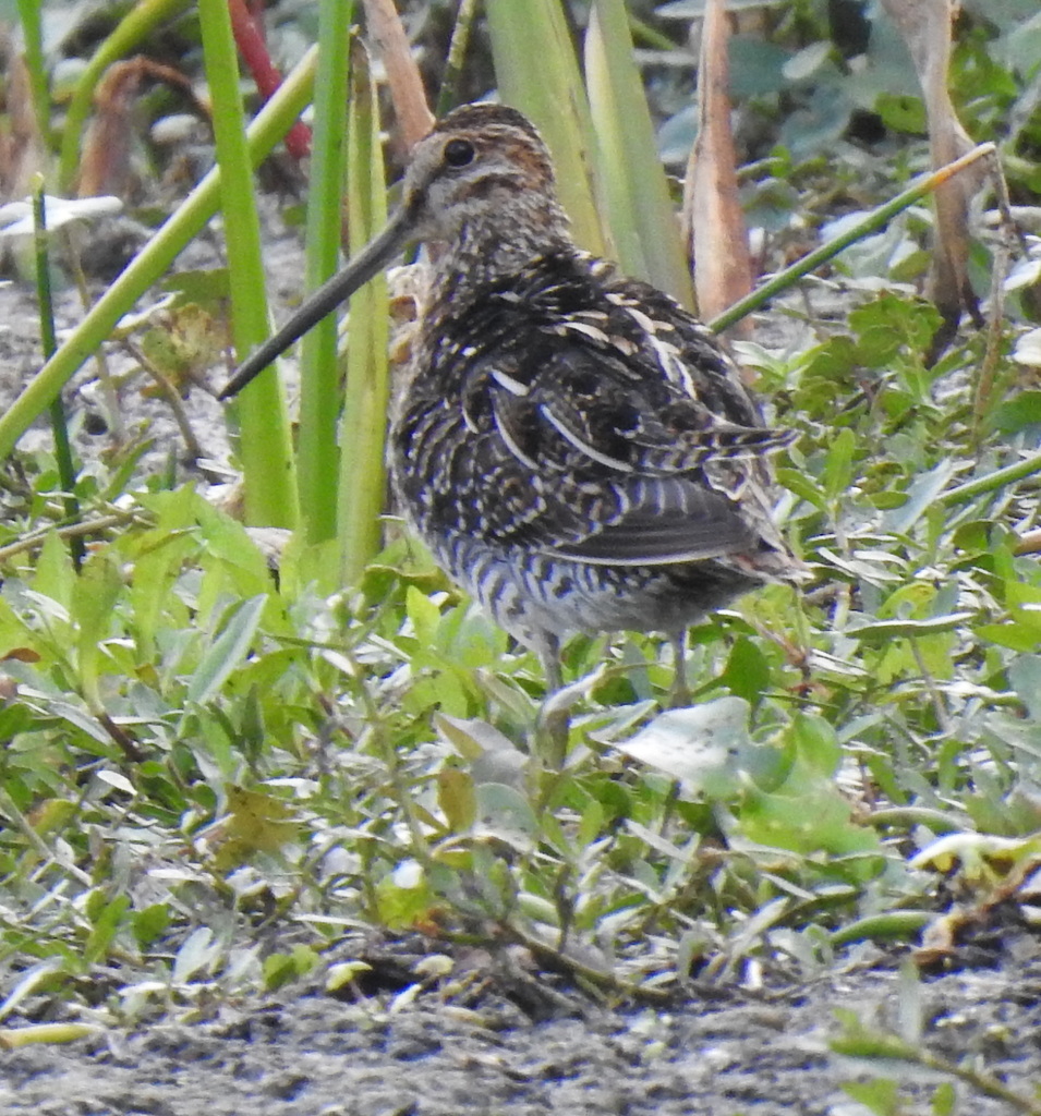 Wilson's Snipe from Alachua County, FL, USA on April 15, 2023 at 05:16 ...