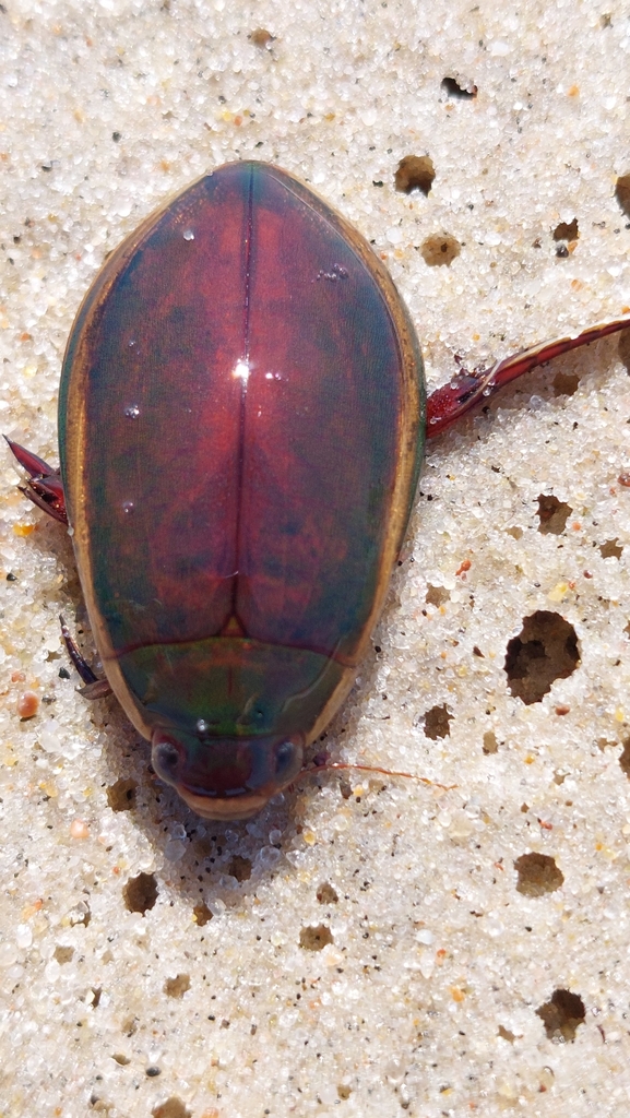 peardrop beetle from Lietuva on July 8, 2023 at 04:18 PM by Lina ...