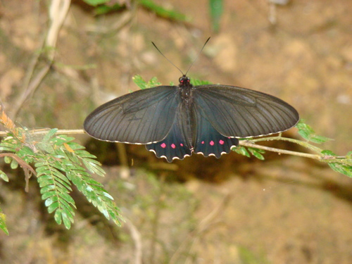 Burchell's Cattleheart (Parides burchellanus) · iNaturalist United Kingdom