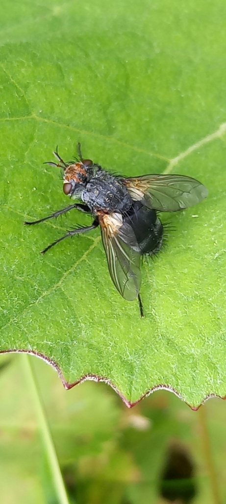 Germaria ruficeps from Končitá 12, 027 05 Zázrivá, Slovensko on July 5 ...