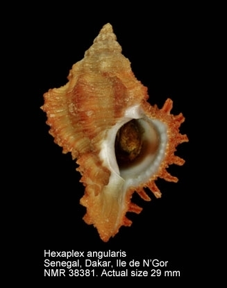 Hexaplex angularis · iNaturalist